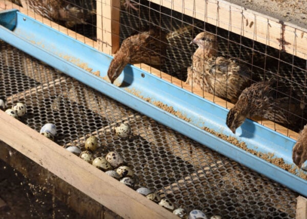 Quail Raising Equipment: Everything You Need for Quail Birds