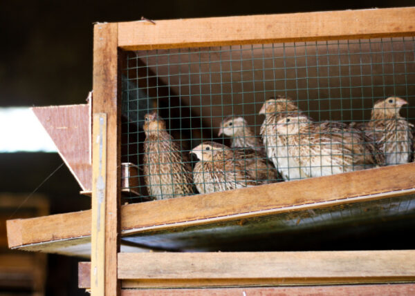 Quail Raising Equipment: Everything You Need for Quail Birds