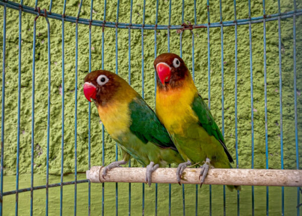 Birdcage Placement: A Comprehensive Guide in Setting Up Cages