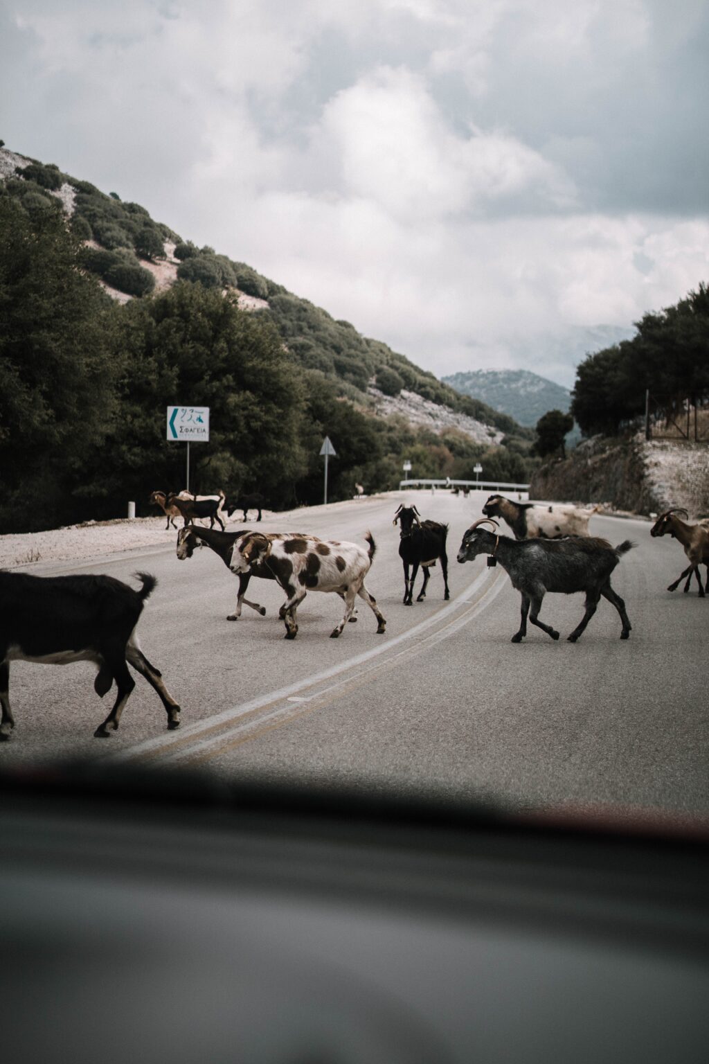Firefighting Goats: How Californians Use Goats To Prevent Wildfires