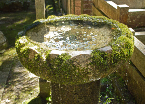 Bird Bath: Everything You Need to Know When Choosing a Bath