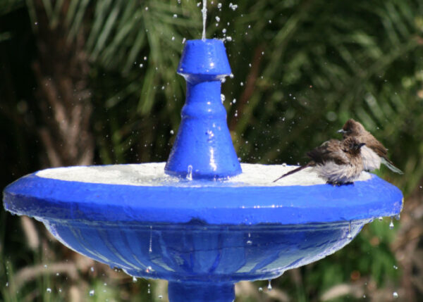 Bird Bath: Everything You Need to Know When Choosing a Bath