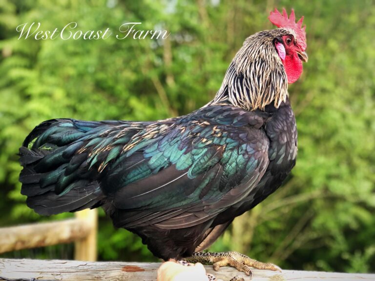 Blue Isbar (Silverudd Blue) Chicken Breed Profile - The Happy Chicken Coop