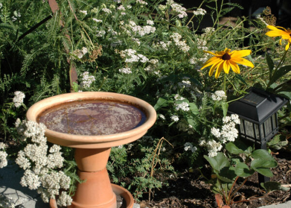 Bird Bath: Everything You Need to Know When Choosing a Bath