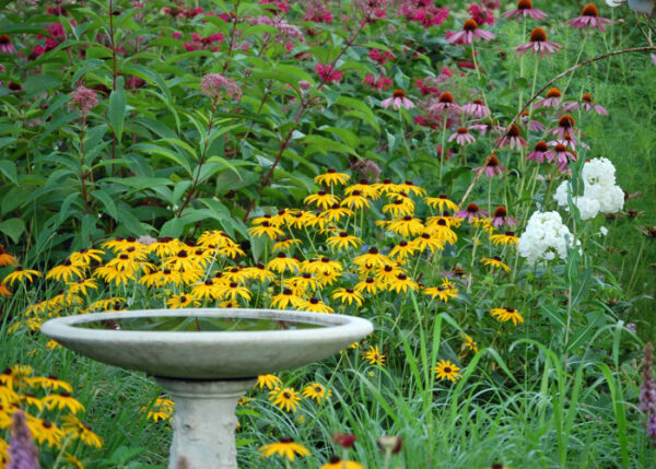 Bird Bath: Everything You Need to Know When Choosing a Bath