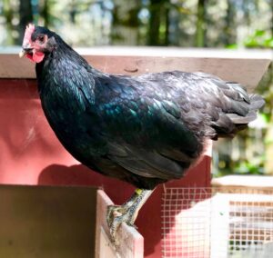 Blue Isbar (Silverudd Blue) Chicken Breed Profile - The Happy Chicken Coop