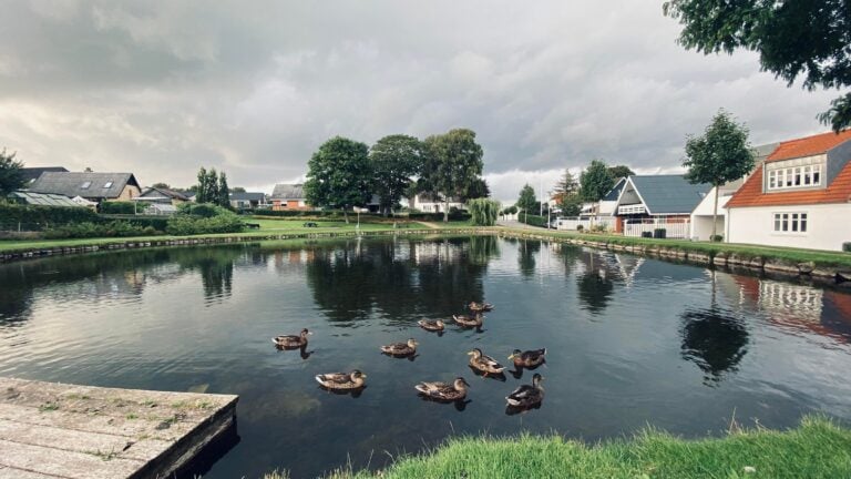 How to Build a Functional Duck Pond: A Step-by-Step Guide