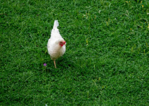 Wry Neck in Chickens: Causes, Symptoms, and Treatment - The Happy ...