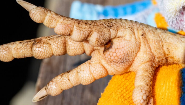 Common Chicken Foot Problems: Causes, Symptoms, Treatment, and Prevention