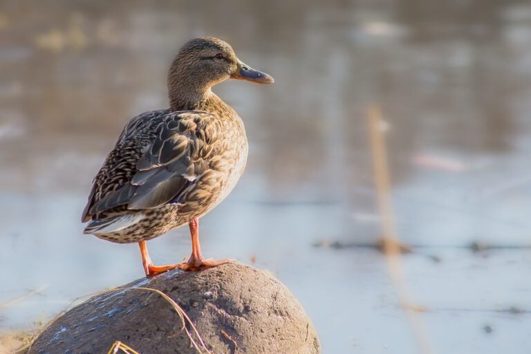 How to Build a Functional Duck Pond: A Step-by-Step Guide