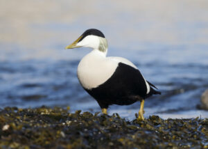 Eider Duck Breed — Everything You Need To Know - The Happy Chicken Coop