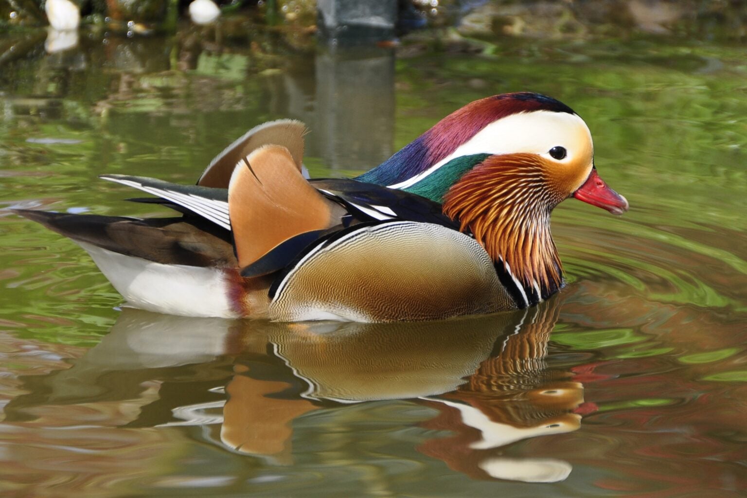 Duck Breeds Archives - The Happy Chicken Coop