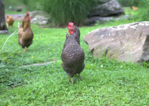 Wry Neck in Chickens: Causes, Symptoms, and Treatment - The Happy ...