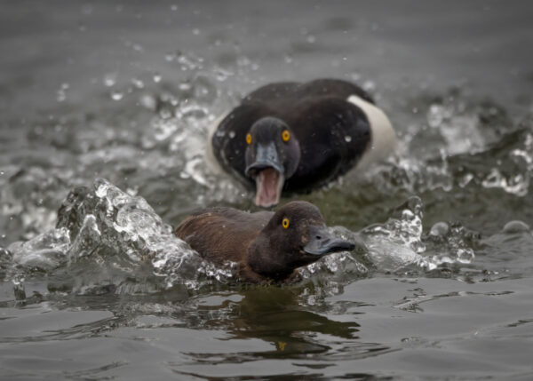 Tufted Duck: Unveiling the Quack-Tastic Facts About This Diving Breed