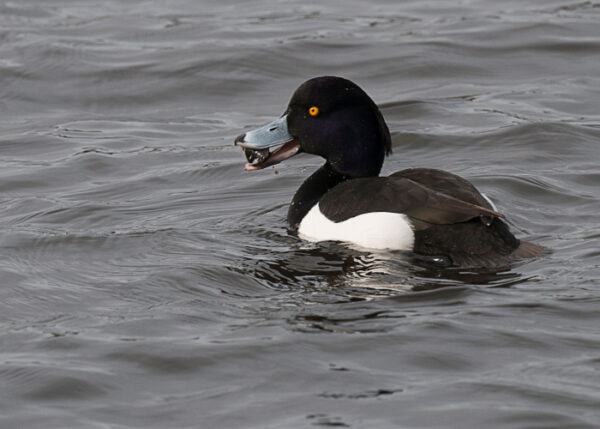 Tufted Duck: Unveiling the Quack-Tastic Facts About This Diving Breed