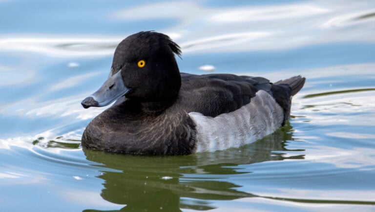 Tufted Duck: Unveiling the Quack-Tastic Facts About This Diving Breed
