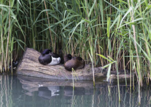 Tufted Duck: Unveiling the Quack-Tastic Facts About This Diving Breed