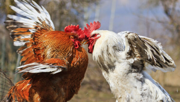 Poultry Cannibalism: Signs, Solution, and Prevention