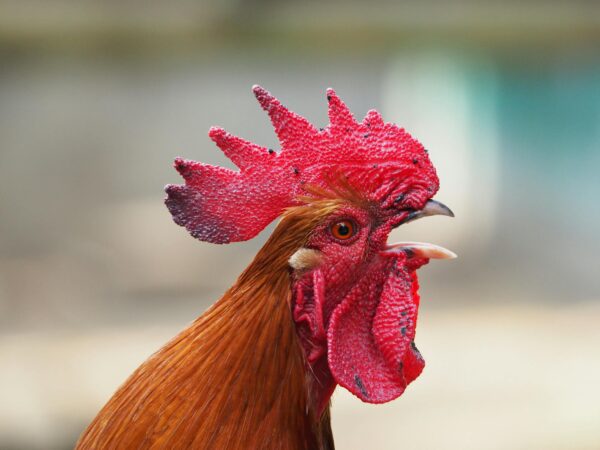 The Chicken Respiratory System (And Common Diseases)
