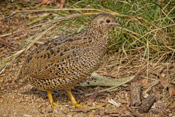 Brown Quail: Everything You Need to Know - The Happy Chicken Coop