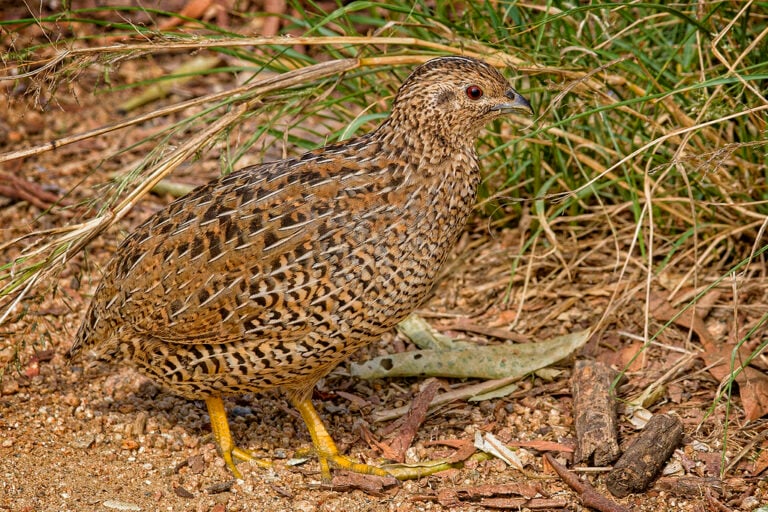 Brown Quail: Everything You Need to Know - The Happy Chicken Coop