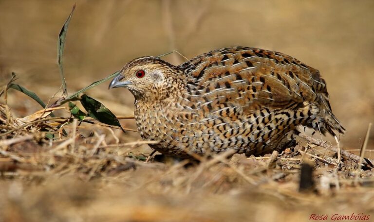 Brown Quail: Everything You Need to Know - The Happy Chicken Coop