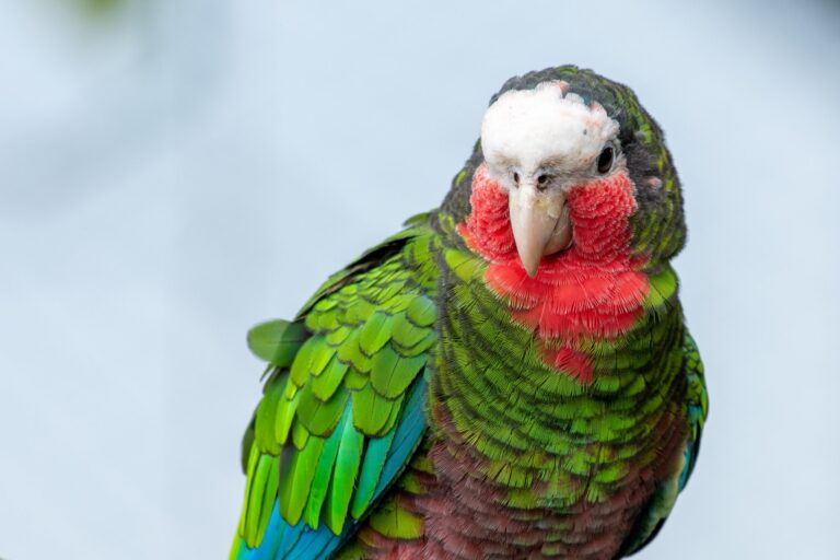 Amazon Parrot - Everything You Need to Know - The Happy Chicken Coop