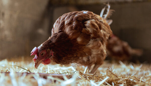 My Chicken Ate Styrofoam: Now What? - The Happy Chicken Coop