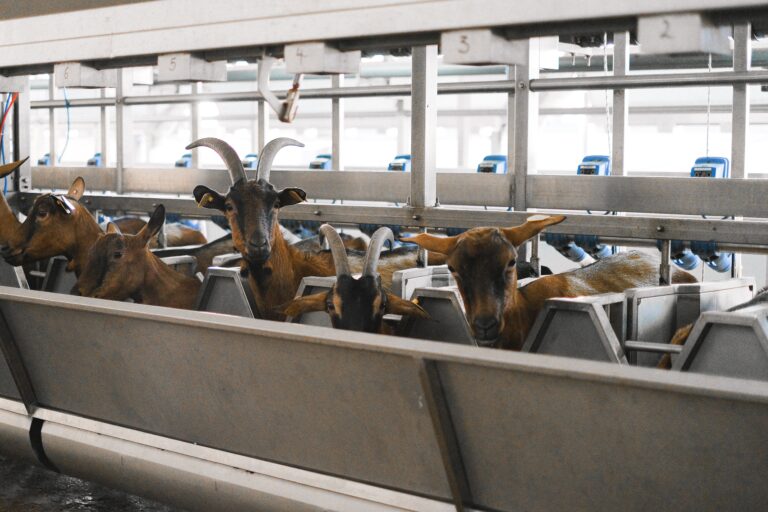 Coccidiosis in Goats: Symptoms, Treatment & Prevention - The Happy ...