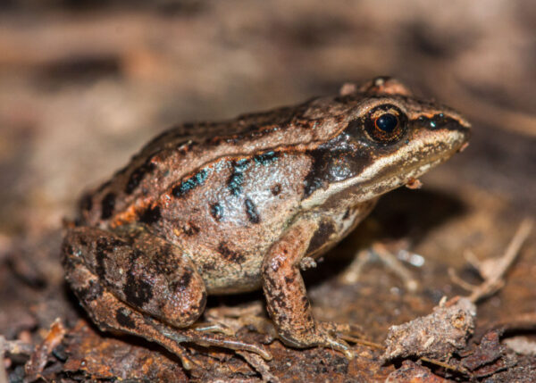 My Chicken Ate a Frog: Now What? - The Happy Chicken Coop