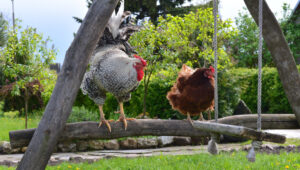 Blog - The Happy Chicken Coop