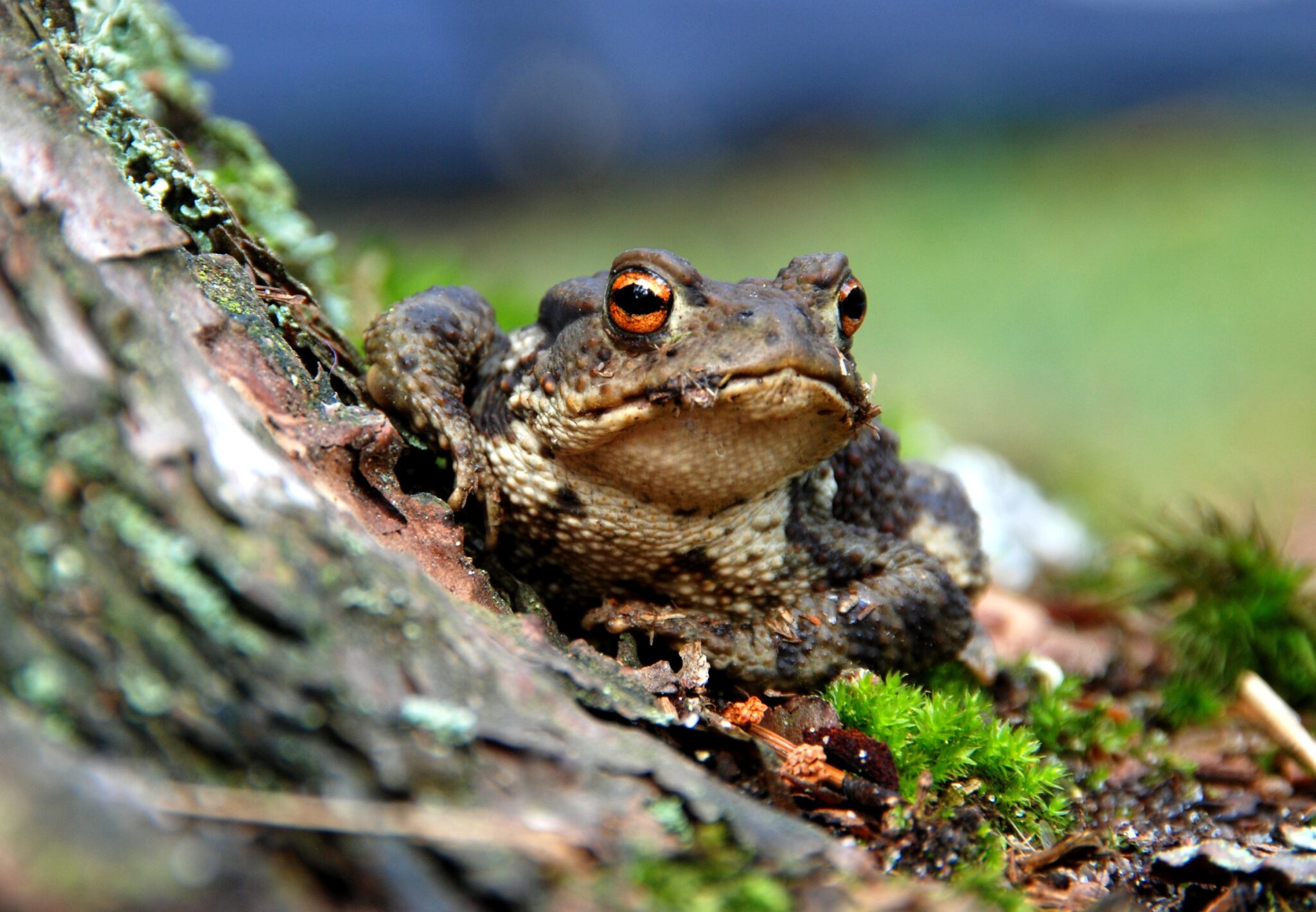 My Chicken Ate a Frog: Now What? - The Happy Chicken Coop