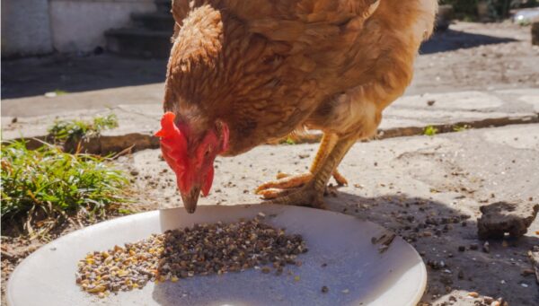 My Chicken Ate Rat Poison: What Should I Do? - The Happy Chicken Coop