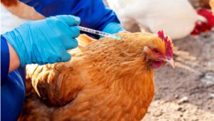 Chicken Vaccination: What You Need to Know - The Happy Chicken Coop
