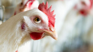 How to Treat Foamy Eye in Chickens - The Happy Chicken Coop