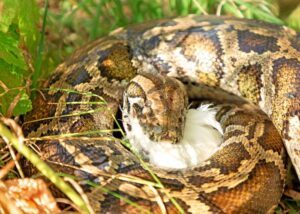 5 Ways to Keep Snakes Away From Chicken Coops - The Happy Chicken Coop
