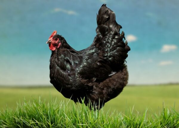 Croad Langshan Chicken: A Complete Breed Guide - The Happy Chicken Coop