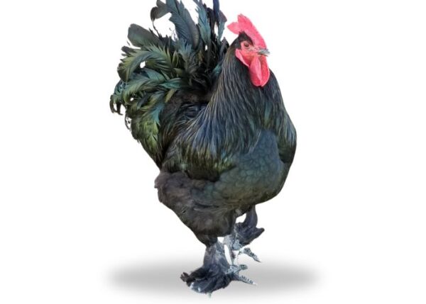 Croad Langshan Chicken: A Complete Breed Guide - The Happy Chicken Coop