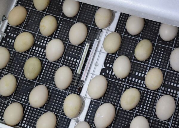 How to Incubate Chicken Eggs at Home: Easy Guide for Beginners