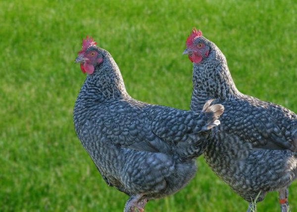 Cuckoo Maran Chicken Breed: A Complete Breed Overview - The Happy ...