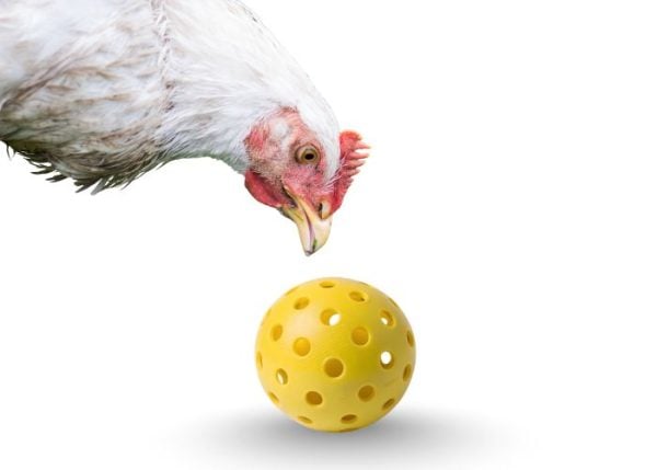 Fun DIY Chicken Toys to Keep Your Flock Happy - The Happy Chicken Coop