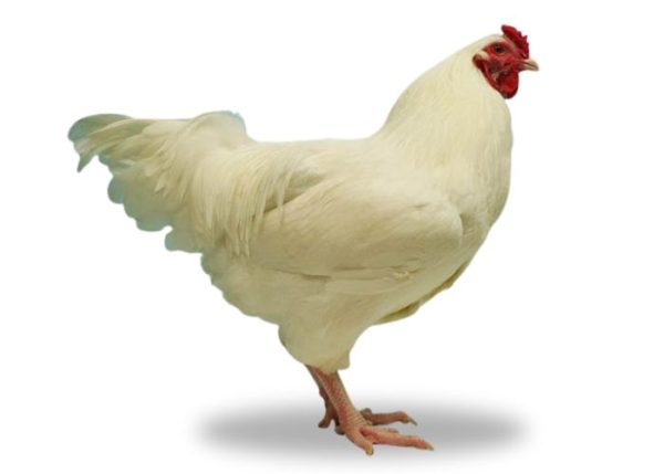 Ixworth Chicken Breed: A Complete Breed Overview - The Happy Chicken Coop