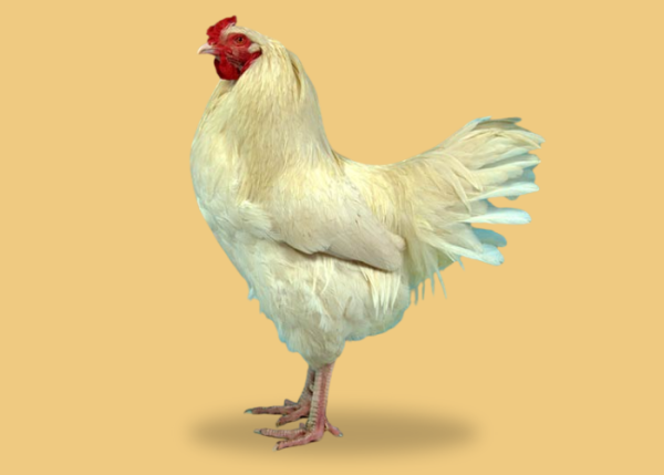 Ixworth Chicken Breed: A Complete Breed Overview - The Happy Chicken Coop