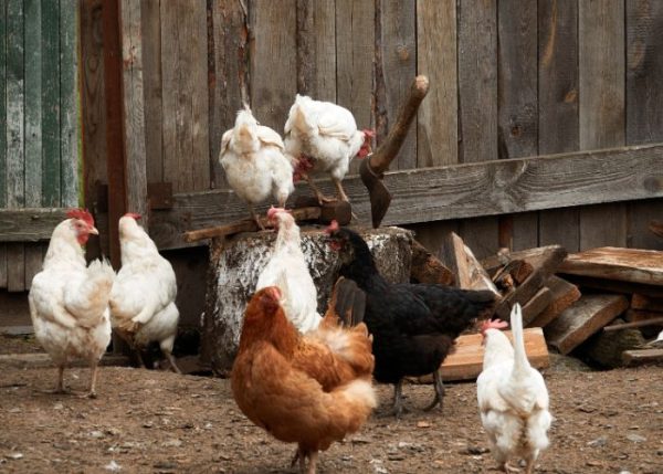 Rehoming Chickens: A Complete Guide - The Happy Chicken Coop