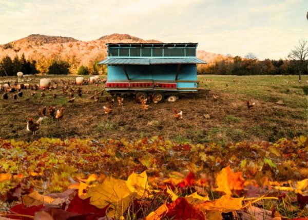 Fall Checklist for Backyard Chicken Keepers - The Happy Chicken Coop
