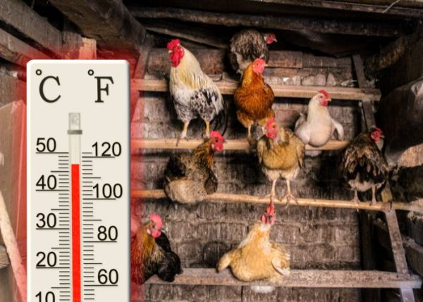 Finding the Best Temperature for Chickens - The Happy Chicken Coop