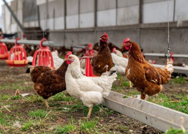 How to Start a Chicken Farm Business - Animal Care Depot