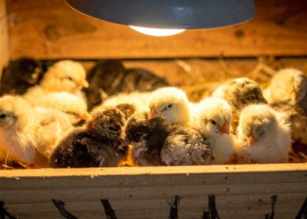 Spring Chick Growth Timeline: Week by Week Guide - The Happy Chicken Coop